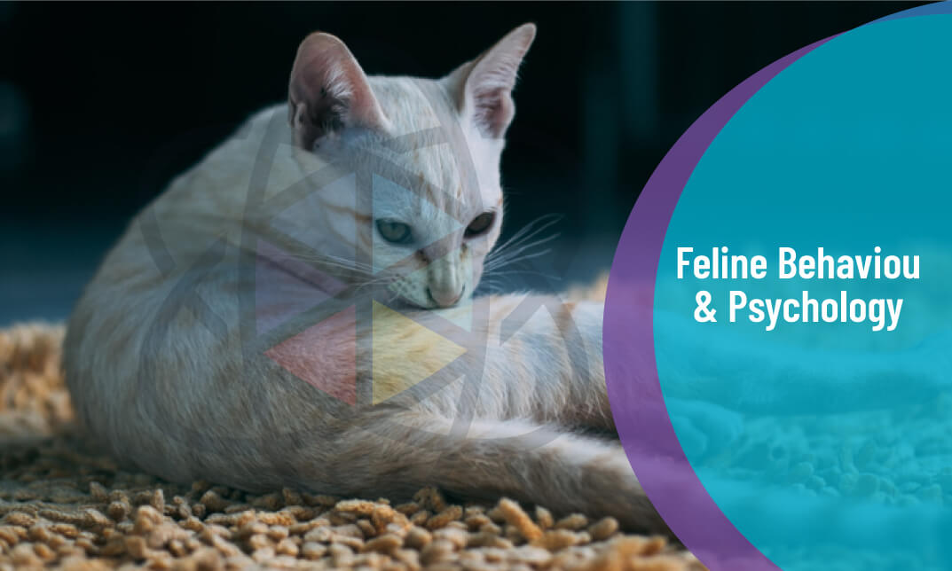 Feline Behaviour and Psychology – One Education