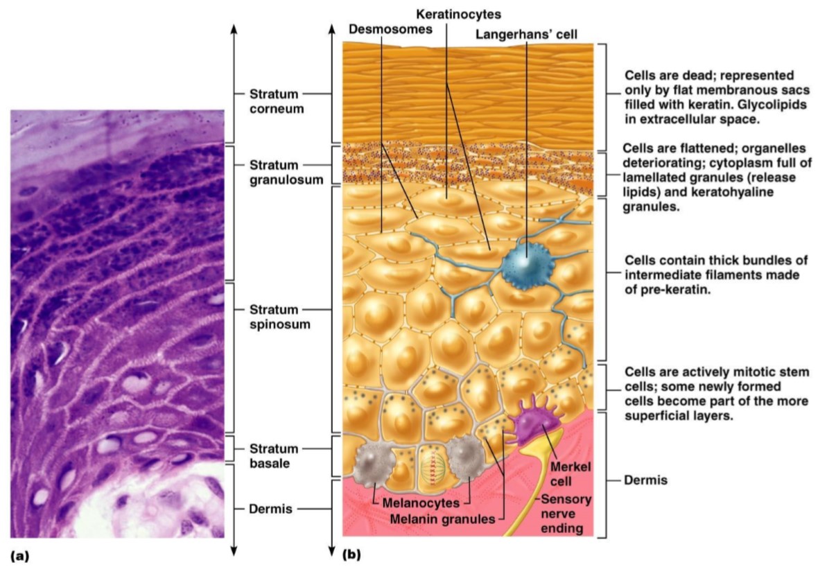 Move right fill cell