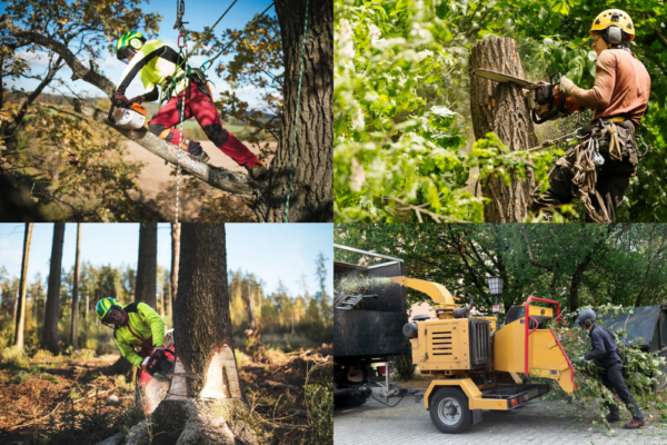 Tree Surgeon: A Definitive Guide to Becoming a Tree Surgeon