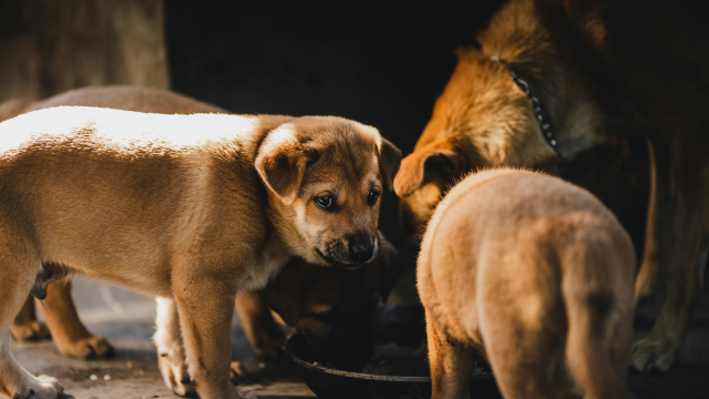Animal Science – One Education