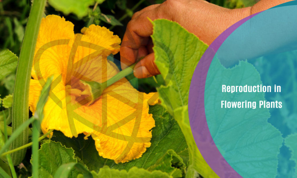 Reproduction in Flowering Plants – One Education