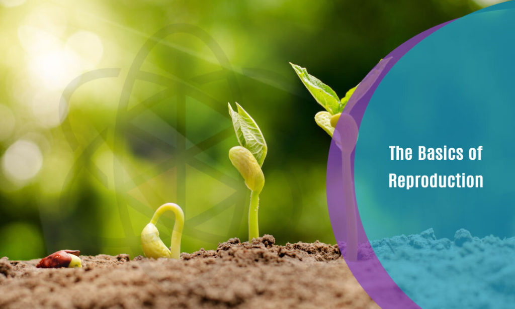 Basics of Reproduction – One Education
