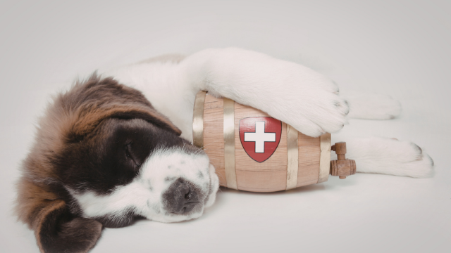 Dog First Aid – One Education