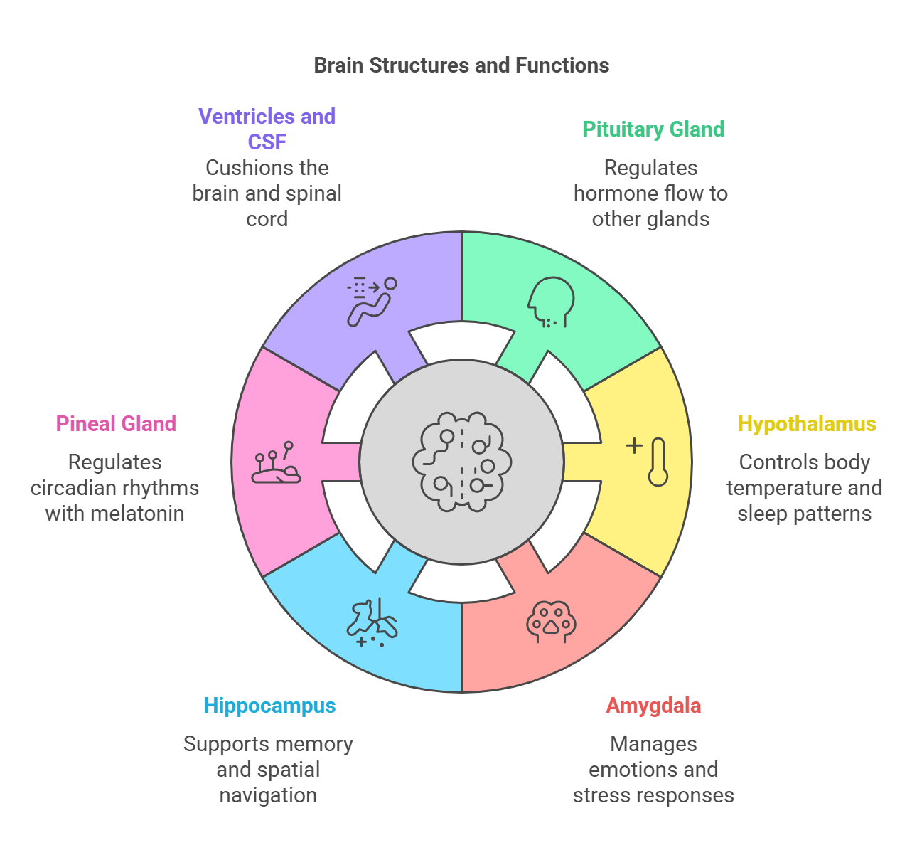 The Brain Anatomy: The Control Center of the Human Body – One Education