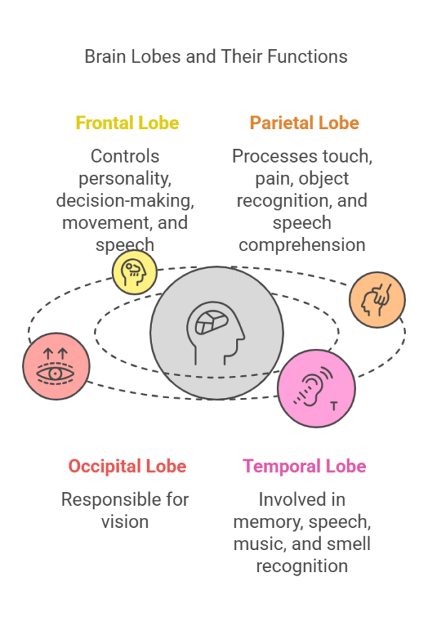 The Brain Anatomy: The Control Center of the Human Body – One Education