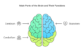 The Brain Anatomy: The Control Center of the Human Body – One Education