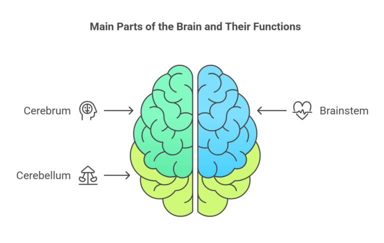 The Brain Anatomy: The Control Center of the Human Body – One Education